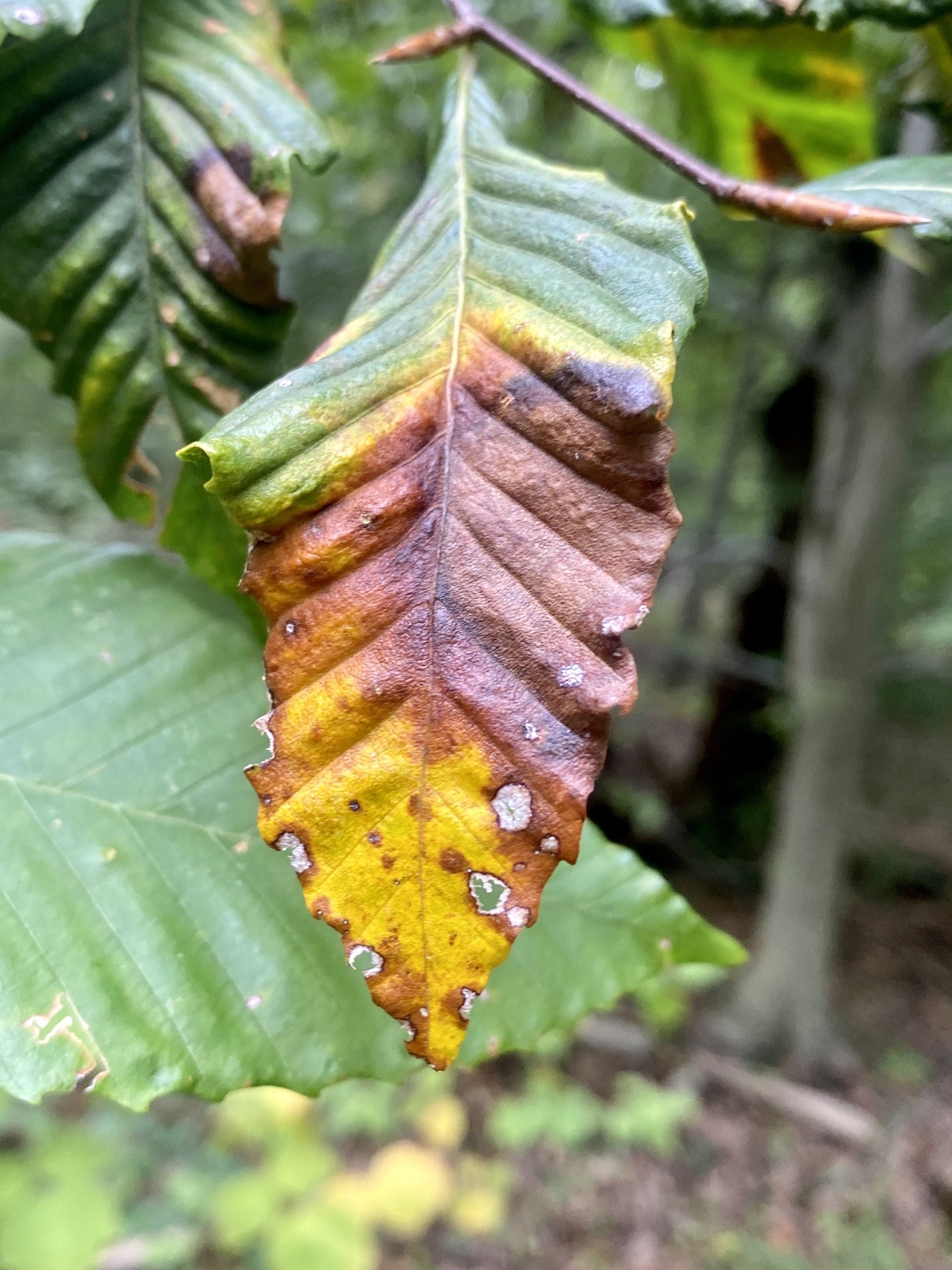 All About Beech Leaf Disease: Identifying BLD & Treatment Options for Your Beech Trees